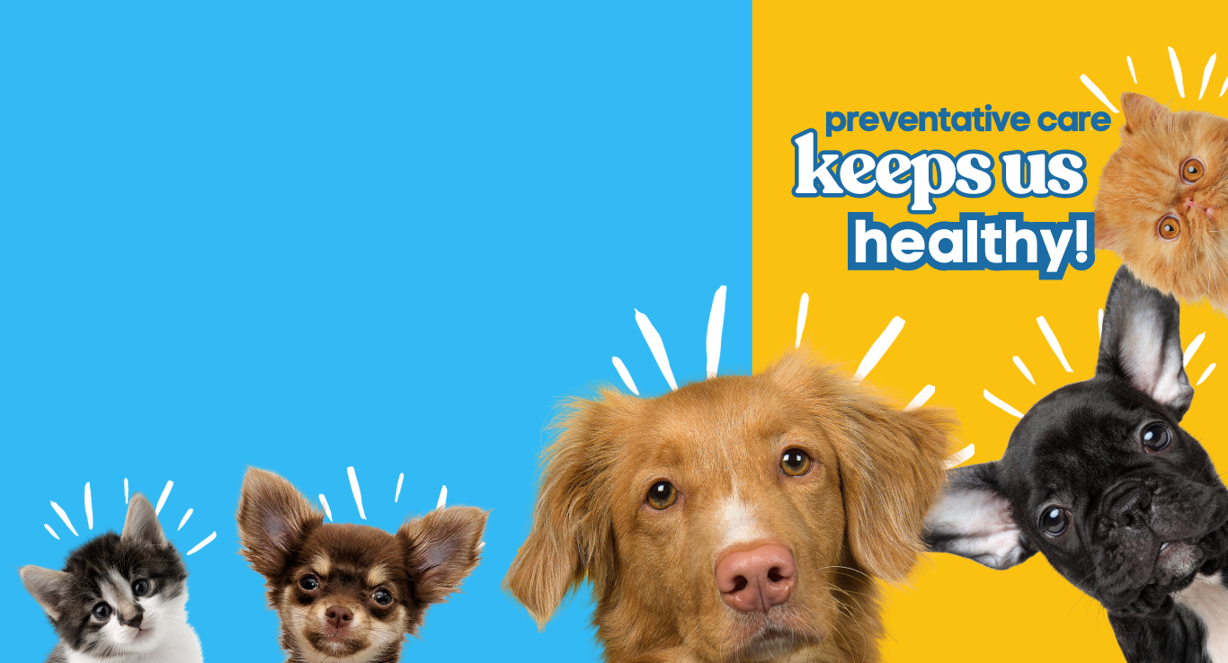 Pop-Up Pet Vax | Affordable Pet Vaccinations – pop-up pet vax